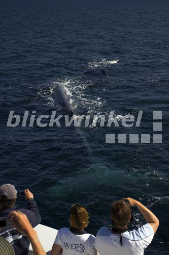 blickwinkel - Blauwal, Blau-Wal (Balaenoptera musculus), Mit Kalb an ...
