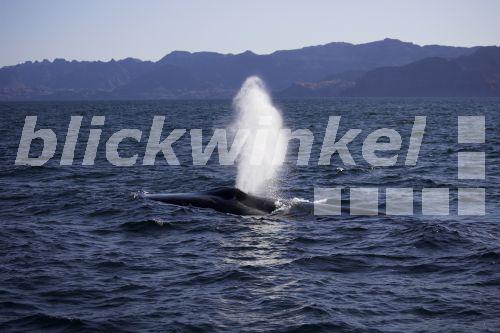 blickwinkel - Blauwal, Blau-Wal (Balaenoptera musculus), blasend ...