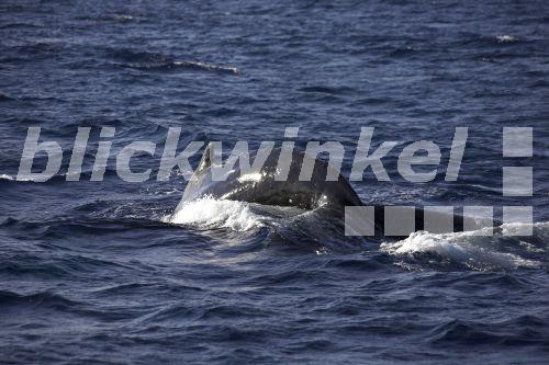 blickwinkel - Buckelwal, Buckel-Wal (Megaptera novaeangliae), Fluke ...