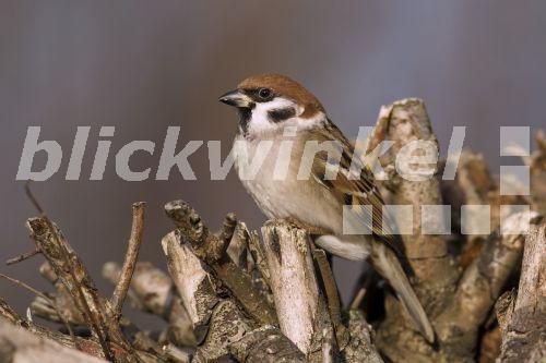 blickwinkel - Feldsperling, Feldspatz (Passer montanus), sitzend ...