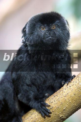 blickwinkel - Springtamarin, Spring-Tamarin, Callimico (Callimico ...