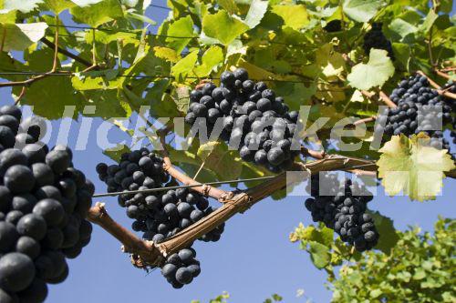 blickwinkel - Echter Wein, Weinrebe (Vitis vinifera), Rebstock mit ...