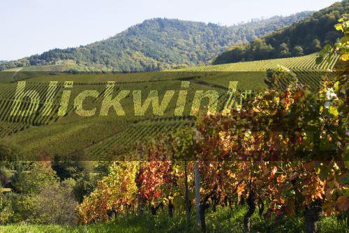 blickwinkel - Echter Wein, Weinrebe (Vitis vinifera), Weinberg ...