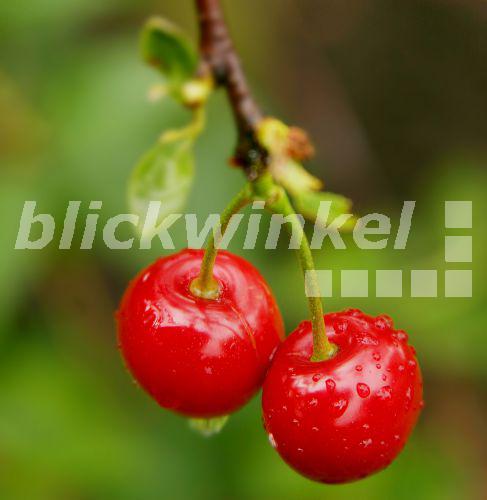 blickwinkel - Suess-Kirsche, Suesskirsche, Kirschbaum, Kirsch-Baum ...