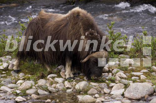 blickwinkel - Moschusochse, Moschus-Ochse, Bisamochse, Bisam-Ochse ...