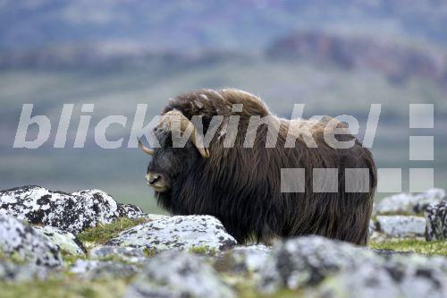 blickwinkel - Moschusochse, Moschus-Ochse, Bisamochse, Bisam-Ochse ...