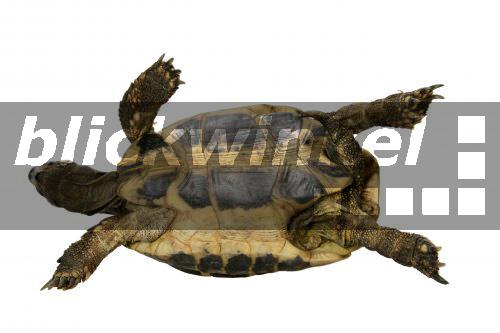blickwinkel - Griechische Landschildkroete, Boettgers Landschildkroete ...
