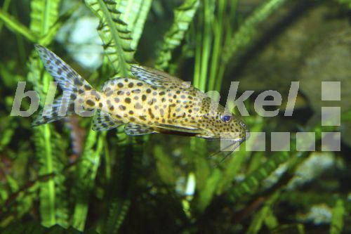 blickwinkel - Engelwels, Perlhuhnwels, Punktierter Fiederbartwels ...