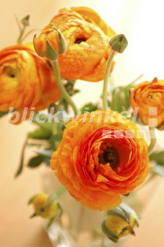blickwinkel - Ranunkel (Ranunculus asiaticus, Ranunculus hortensis ...