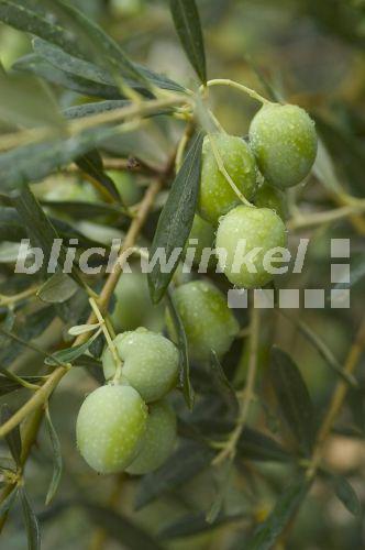 blickwinkel - Kultur-Oelbaum, Kultur-Olivenbaum, Oelbaum, Olivenbaum ...