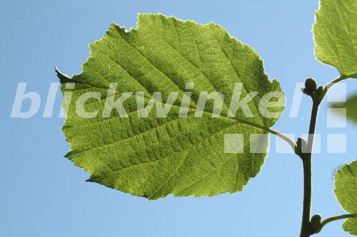 blickwinkel - Gewoehnliche Haselnuss, Hasel, Haselstrauch, Hasel ...