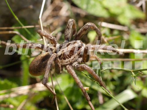 blickwinkel - Suedrussische Tarantel (lycosa singoriensis), auf Pflanze ...