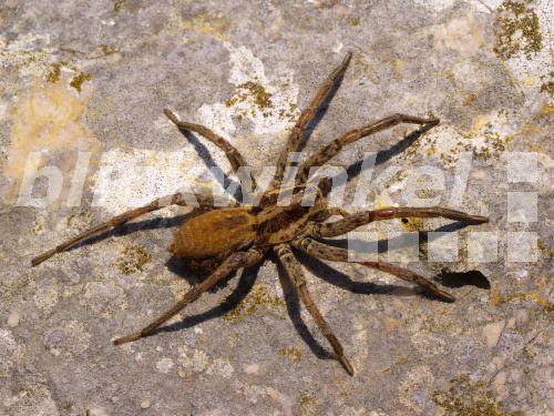 blickwinkel - Suedrussische Tarantel (lycosa singoriensis), auf Stein ...