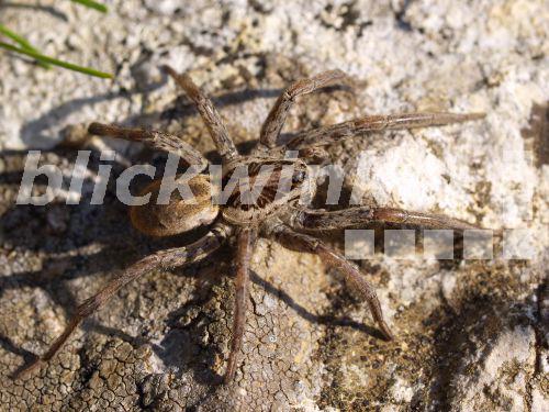 blickwinkel - Suedrussische Tarantel (Lycosa singoriensis), Einzeltier ...