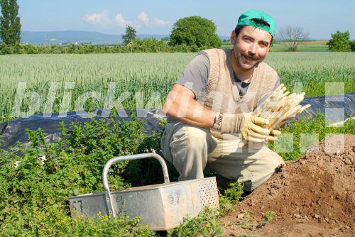 blickwinkel - Spargel, Genuese-Spargel, Gemuesespargel (Asparagus ...