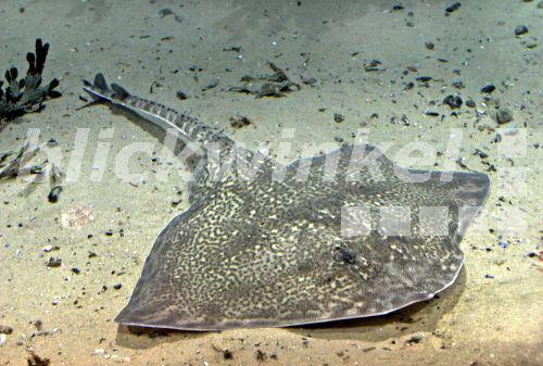 blickwinkel - Nagelrochen, Nagel-Rochen, Keulenrochen, Keulen-Rochen ...