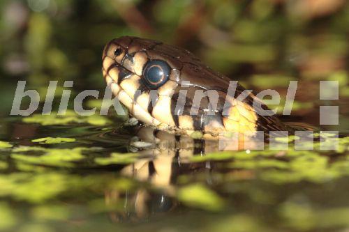 blickwinkel - Ringelnatter, Ringel-Natter (Natrix natrix), schwimmend ...