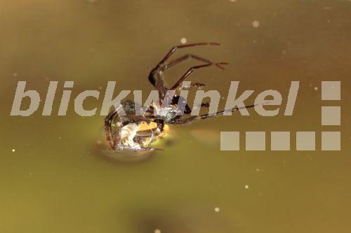 blickwinkel - Wasserspinne, Wasser-Spinne, Silberspinne, Silber-Spinne ...