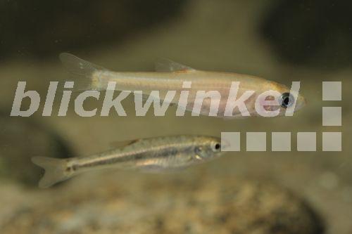 blickwinkel - Elritze, Eurasische Elritze, Pfrille (Phoxinus phoxinus ...