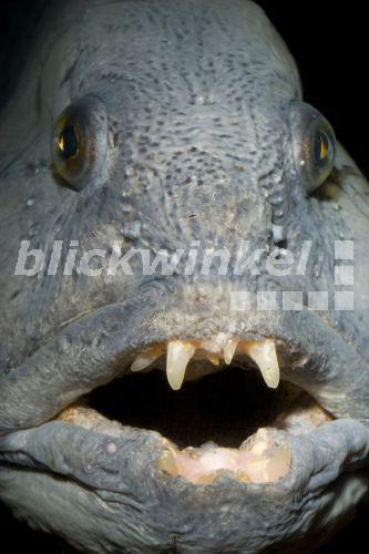 blickwinkel - Seewolf, Gestreifter Seewolf, Kattfisch, Katfisch ...