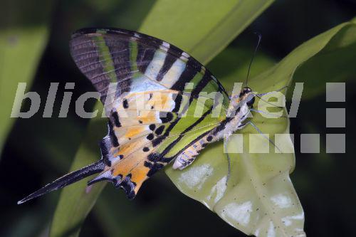 blickwinkel - Tropischer Schmetterling (Pathysa antiphates itamputi ...