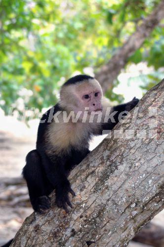 blickwinkel - Weissschulterkapuziner, Weissschulteraffe, Kapuziner ...