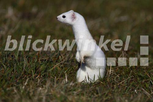 blickwinkel - Hermelin, Grosses Wiesel, Grosswiesel, Gross-Wiesel ...