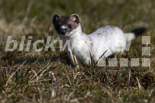 blickwinkel - Hermelin, Grosses Wiesel, Grosswiesel, Gross-Wiesel ...