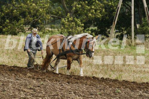 blickwinkel - Pferd (Equus przewalskii f. caballus), Bauer bearbeitet ...