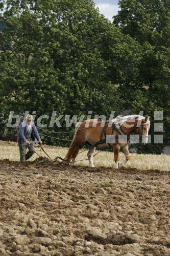 blickwinkel - Pferd (Equus przewalskii f. caballus), Bauer bearbeitet ...
