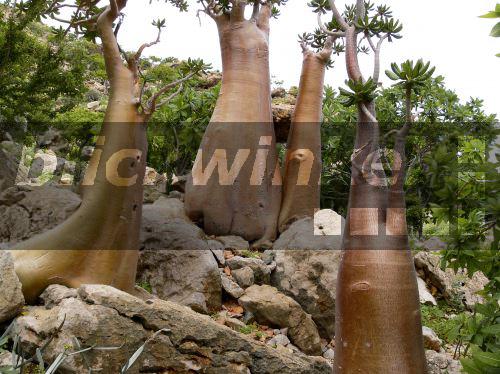 blickwinkel - Sokotra-Wuestenrose, Sokotrawuestenrose, Wuestenrose ...