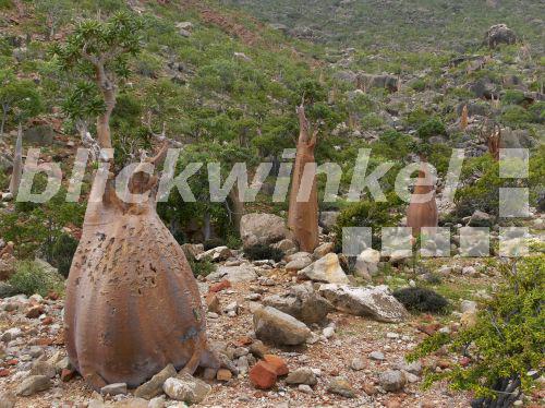 blickwinkel - Sokotra-Wuestenrose, Sokotrawuestenrose, Wuestenrose ...