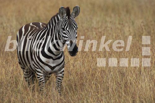 blickwinkel - Gewoehnliches Zebra, Steppenzebra, Steppen-Zebra (Equus ...