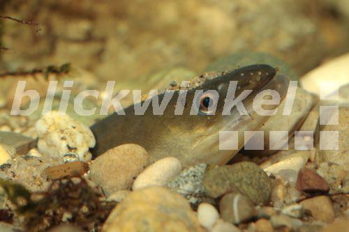 blickwinkel - Europaeischer Flussaal (Anguilla anguilla), spaeht aus ...