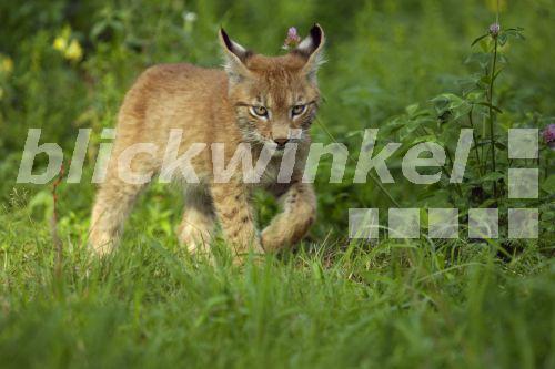 blickwinkel - Eurasischer Luchs, Europaeischer Luchs (Lynx lynx ...