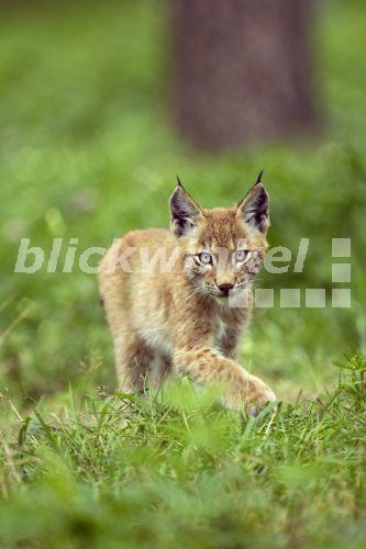 blickwinkel - Eurasischer Luchs, Europaeischer Luchs (Lynx lynx ...