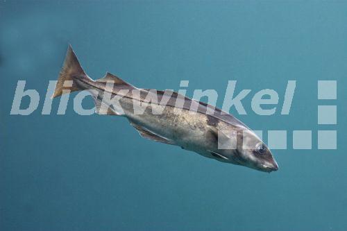 blickwinkel - Schellfisch, Schell-Fisch (Melanogrammus aeglefinus ...