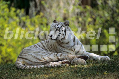blickwinkel - Koenigstiger, Indischer Tiger, Bengaltiger (Panthera ...