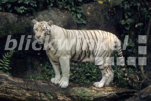 blickwinkel - Koenigstiger, Indischer Tiger, Bengaltiger (Panthera ...