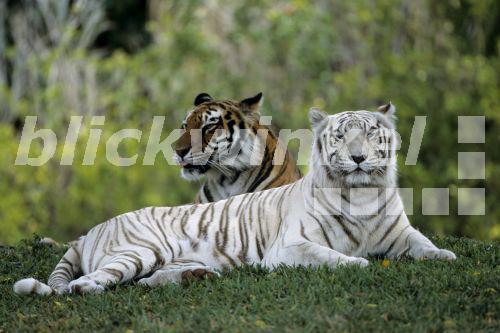 blickwinkel - Koenigstiger, Indischer Tiger, Bengaltiger (Panthera ...
