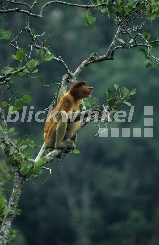 blickwinkel - Nasenaffe, Nasen-Affe (Nasalis larvatus), im Baum sitzend ...
