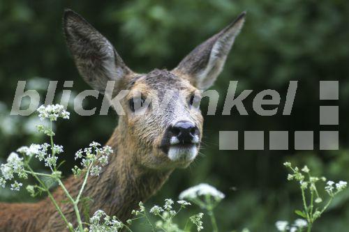blickwinkel - Europaeisches Reh (Capreolus capreolus), Portrait eines ...