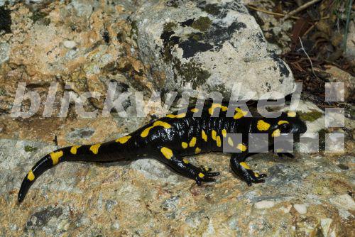 blickwinkel - Griechischer Feuersalamander (Salamandra salamandra ...