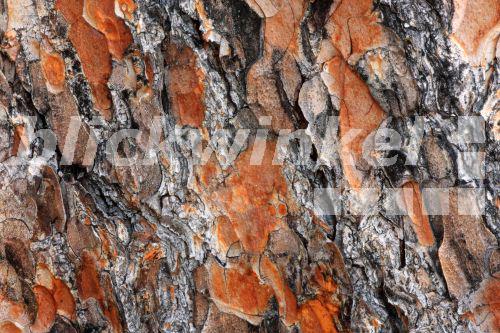 blickwinkel - Zirbel-Kiefer, Zirbelkiefer, Arve, Zirbe (Pinus cembra ...