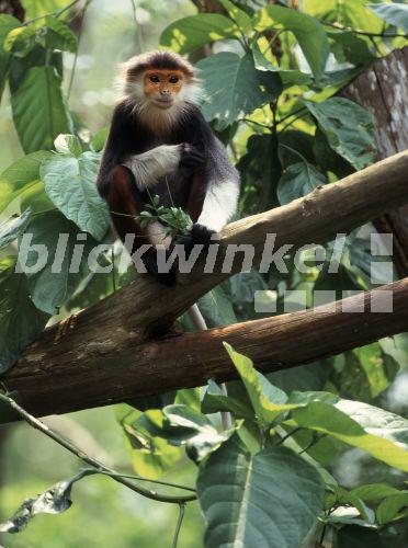 blickwinkel - Rotschenkel-Kleideraffe, Rotschenkelkleideraffe ...