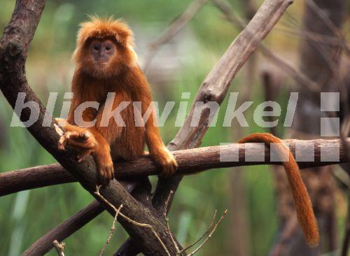 blickwinkel - Roter Langur (Presbytis melalophos), auf Ast - banded ...