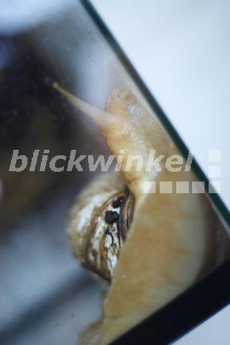 blickwinkel - Achatschnecke, Glattschnecke (Cochlicopidae, Cionellidae ...