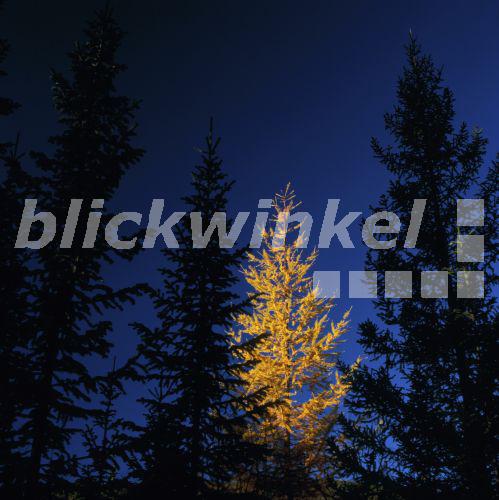 blickwinkel - Nadelwald mit Laerche im Herbstlaub am Baikalsee im ...