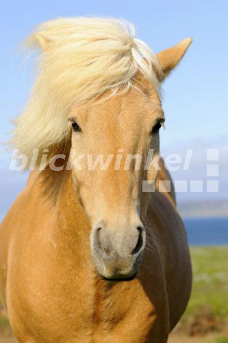 blickwinkel - Islandpferd, Islandpony, Islaender (Equus przewalskii f ...