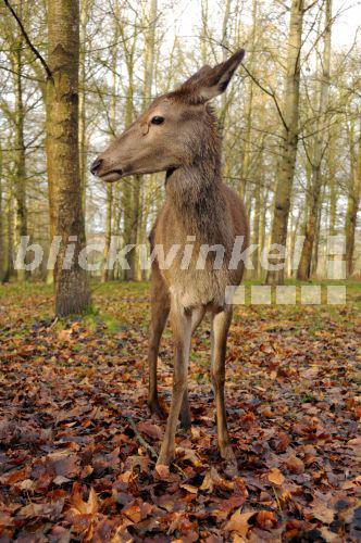 blickwinkel - Rothirsch, Rot-Hirsch, Edelhirsch, Edel-Hirsch, Rotwild ...